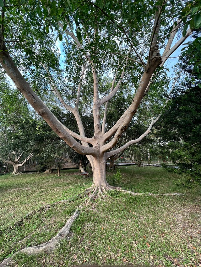 Remembering Our Friends, Trees – A Tribute to Nature's Gentle Giants ...